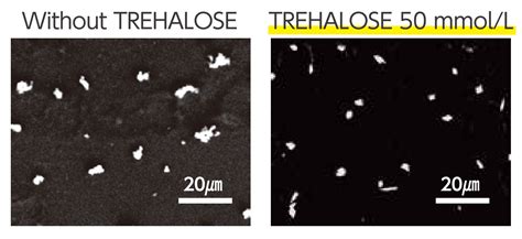 Trehalose Sg For Exosome Production And Storage Brochure Pharma