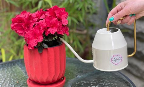 ანემონე • Anemone