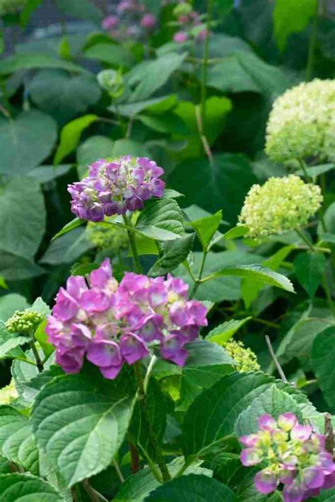 How To Grow Hydrangeas Beginners Guide Hydrangea Love