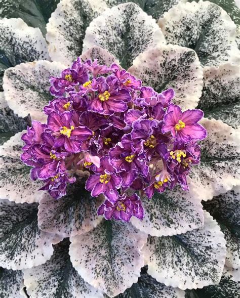 Optimara African Violets Everjoy Space Violet Series