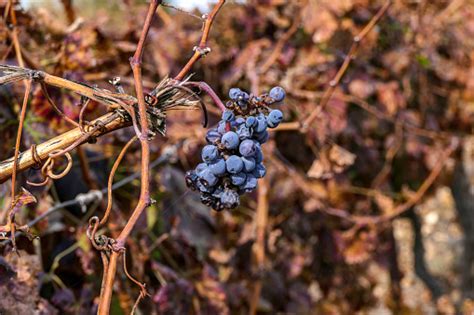 화려한 잎 사이에 잘 익은 마른 포도의 무리가 닫습니다 선택적 초점 0명에 대한 스톡 사진 및 기타 이미지 0명 가을 계절 Istock
