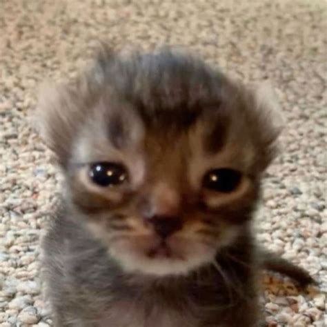 Pin By Jayla Lee On Memes Cat Memes Cute Cats Funny Cute Cats