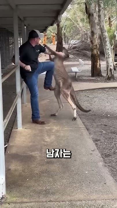 남편이 아내를 지키기 위해 캥거루와 싸웁니다 Youtube