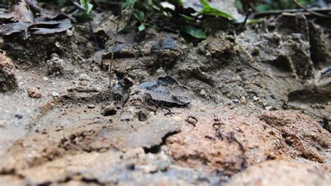 Column Line Of Nomad Ants Stock Video Video Of Formicidae Floor