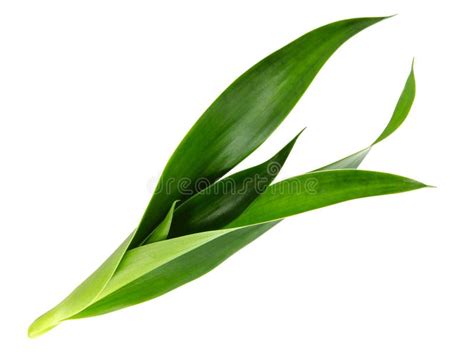 One Green Leaf Isolated On White Background With Clipping Path Stock