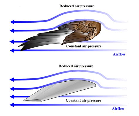 How Do Birds Fly Birds Around The World