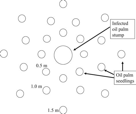 Basidiospores As Sources Of Inoculum In The Spread Of Ganoderma Boninense In Oil Palm