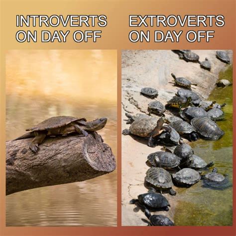 17 Cute Turtle Memes To Make You Smile Or Lol