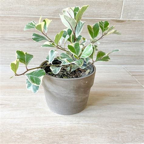 Ficus Triangularis Variegated Etsy