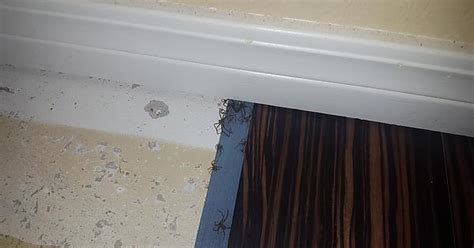 Took A Break From Installing New Floor Woke Up To 8 Brown Recluse Stuck On It Album On Imgur