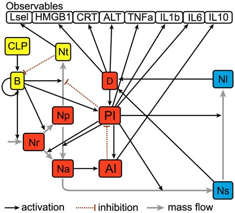 Interaction Network Of Inflammatory Responses In Clp Induced