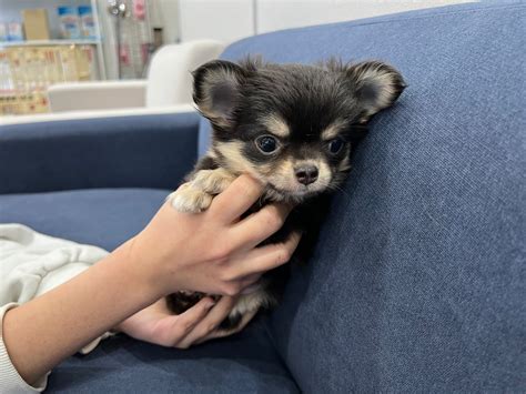 싸개싸개 무료강아지분양사이트