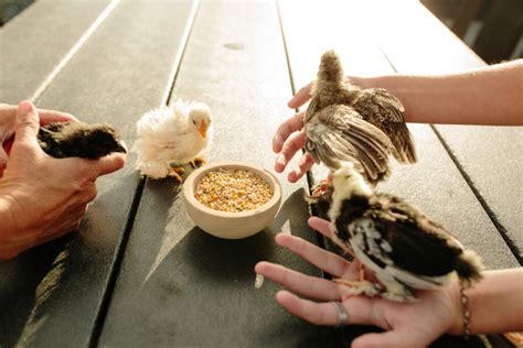 Organic Chicken Feed Scratch And Peck Feeds
