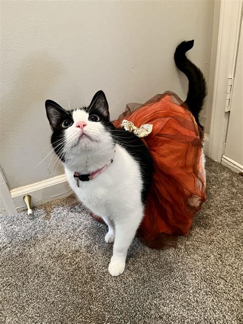 216 Best Tuxie Images On Pholder Tuxedo Cats Meowsertrousers And Torties