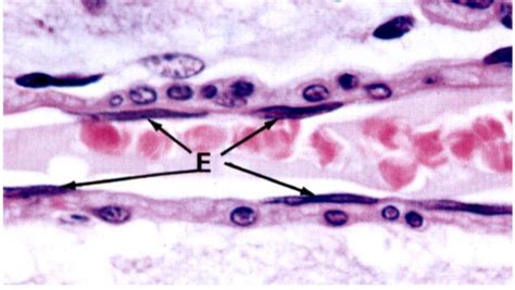 Biol 3040 Histological Slides Flashcards Quizlet