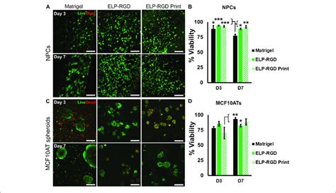 Viability Of Dissociated Cells And Spheroids With And Without