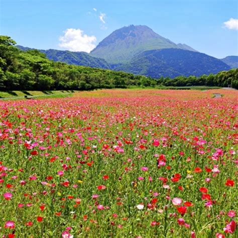 多発性嚢胞腎を対象にrar作動薬タミバロテンを治療薬候補として前期第二相臨床試験を開始 Raresレアズ