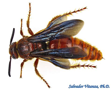 Hymenoptera Scoliidae Scolia Nobilitata Noble Scoliid Wasp D Urban