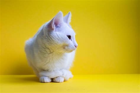 Images De Longhair Téléchargement Gratuit Sur Freepik