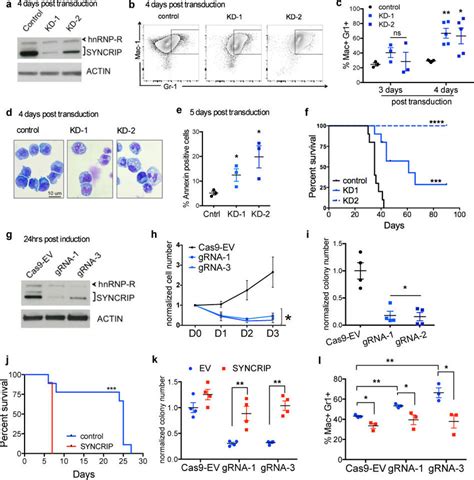 SYNCRIP Is Required To Maintain Myeloid Leukemia Survival In Vitro And