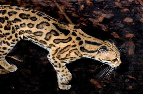 Gato Tigre Leopardus Wiedii Foto Imágen 67812