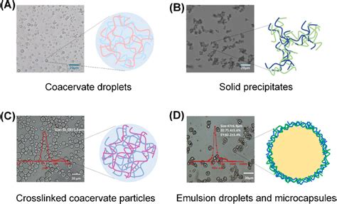 New Insights Into Proteinpolysaccharide Complex Coacervation Dynamics Molecular Parameters