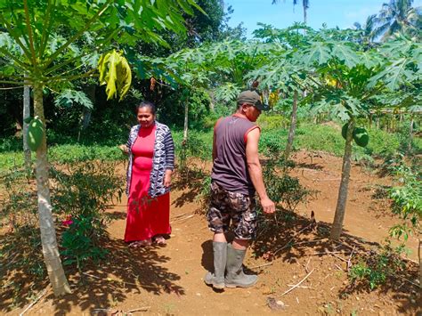 Sertu Suhatman Manfaatkan Lahan Kosong Tanami Pepaya