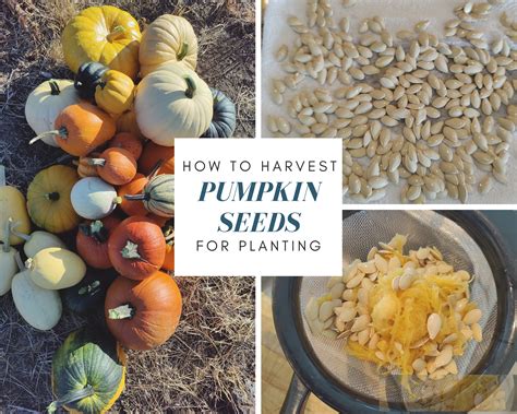 The Best Way To Save Pumpkin Seeds For Planting