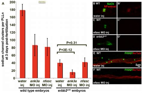 Sodium Channel Clustering In Schwann Cell Deficient Peripheral Nerves