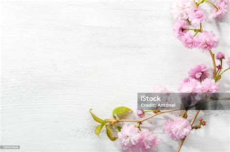 하얀 초라한 나무 판에 사쿠라의 밝은 분홍색 꽃이있는 가지 꽃 테두리 복사 공간이 있는 상단 뷰입니다 플랫 레이 꽃 식물에 대한