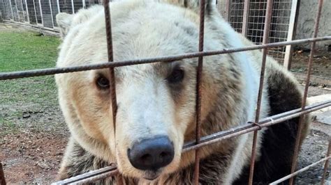 Нов обитател пристига в Парка за мечки край Белица СНИМКИ Nova