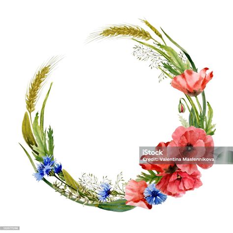 야생화로 만든 로맨틱 라운드 프레임 붉은 양귀비 옥수수 꽃 밀 스파이크 초원 잔디 수채화 일러스트레이션 수제 결혼식에 대한 스톡 벡터 아트 및 기타 이미지 Istock