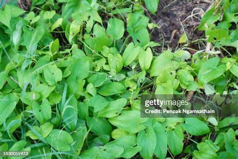 Potato Tree Photos And Premium High Res Pictures Getty Images