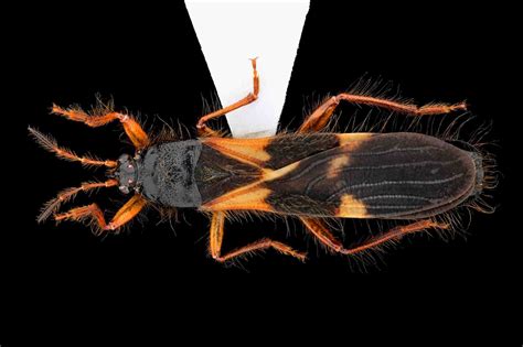 コガシラコバネナガカメムシINSECT Minoh City