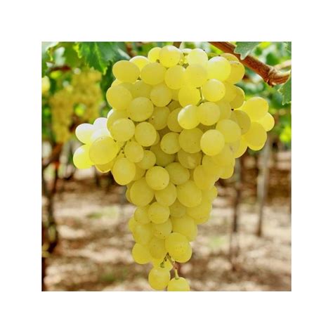 Regina Vigneti Vendita Online Vivai Piante Gabbianelli
