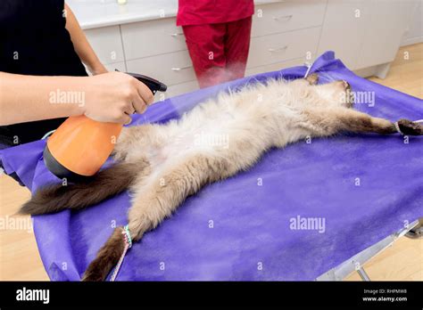 Sterilization of a cat in a veterinary clinic, a cat on an operating table Stock Photo - Alamy