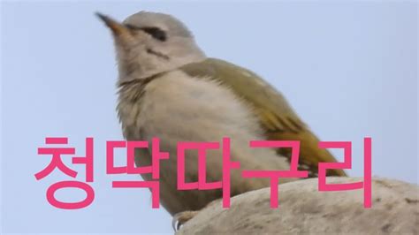 청딱따구리 Youtube