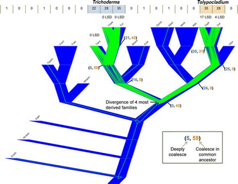 A Domain Tree Species Tree Reconciliation Reconciliation Of The Download Scientific Diagram