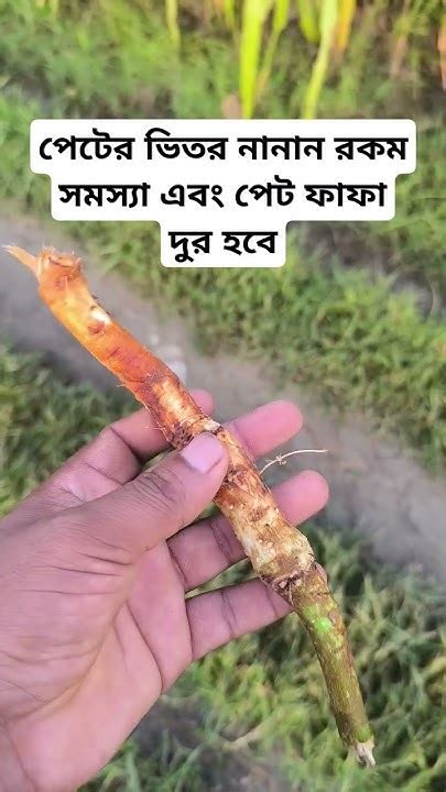 শিমুল মুল Youtube