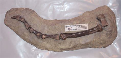 Dinosaur Fossil Dromaeosaur Raptor Leg Foot Bones With Claw Set Two