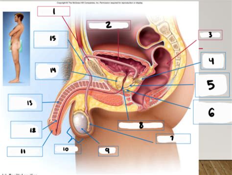Anatomy And Phys Lab 10 Reproductive System Flashcards Quizlet