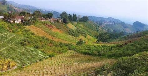 Keindahan Alam Dan Nikmat Kopi Di Desa Wisata Kaki Langit