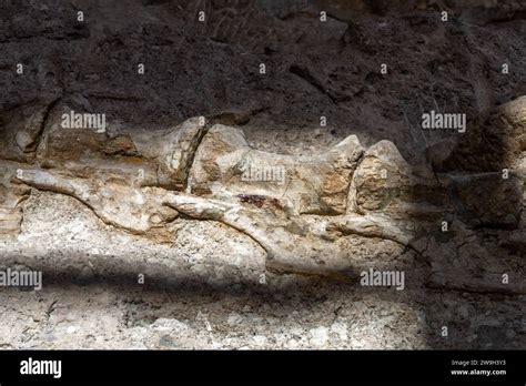 Large Partially Excavated Dinosaur Bones On The Wall Of Bones In The