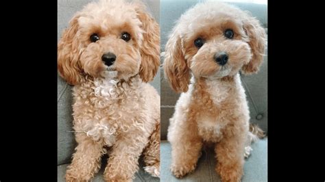 The Ultimate Poodle Teddy Bear Cut Guide Photos And Instructions Artofit