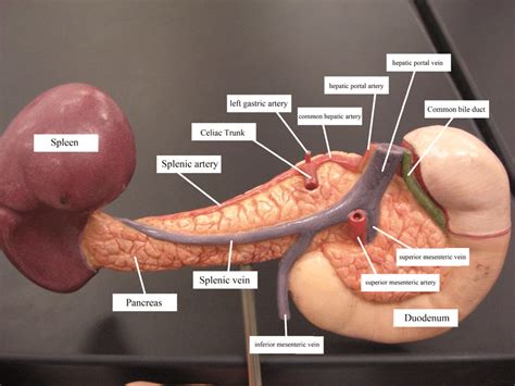 Pancreatic Duct Diagram Flow Gross Anatomy Glossary Liver