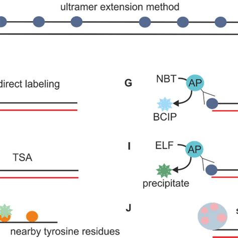 Pdf Small Rna Detection By In Situ Hybridization Methods