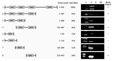 Poly U Homoribopolymer Binding Assays Involving Mbicc1 Full Length And