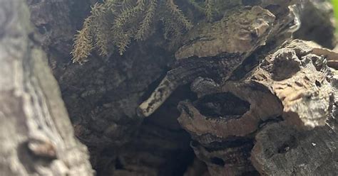 Gecko Album On Imgur