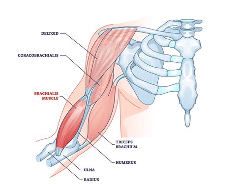 Bicep Muscles Anatomy