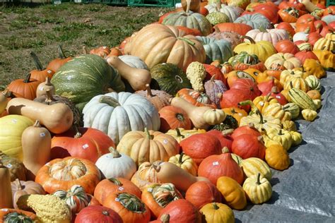 Tipos y variedades de calabaza Una lista de las más ricas